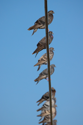 Canon R5 Mirrorless — Focus Stacking or Bracketing – Kathy Adams Clark