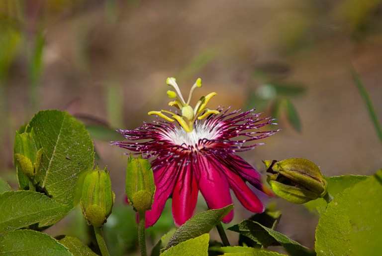 Canon R5 Mirrorless — Focus Stacking – Kathy Adams Clark