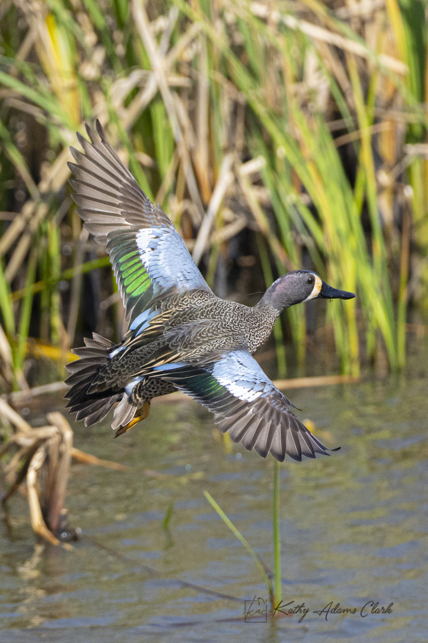 Canon R3 — Flying Birds – Kathy Adams Clark