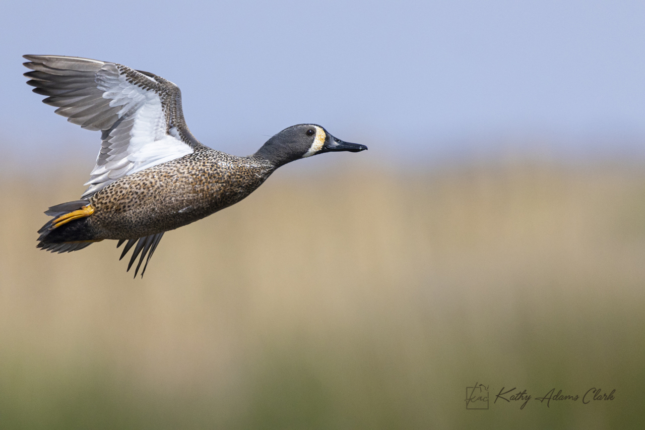Canon R3 — Flying Birds – Kathy Adams Clark