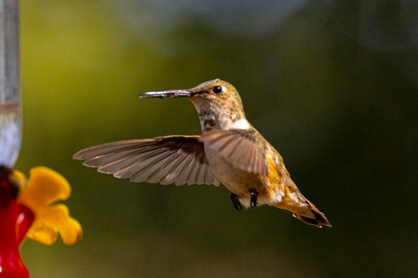 Canon R3 — Hummingbird Photography – Kathy Adams Clark