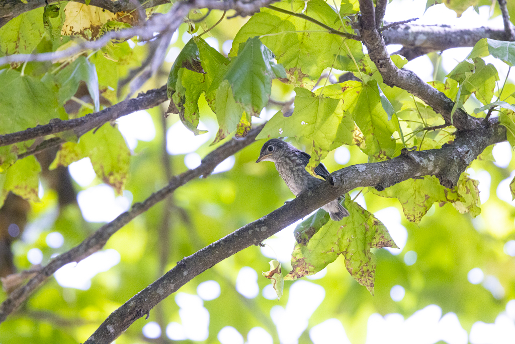 Canon EOS R7 vs. R5 and R3 – Kathy Adams Clark