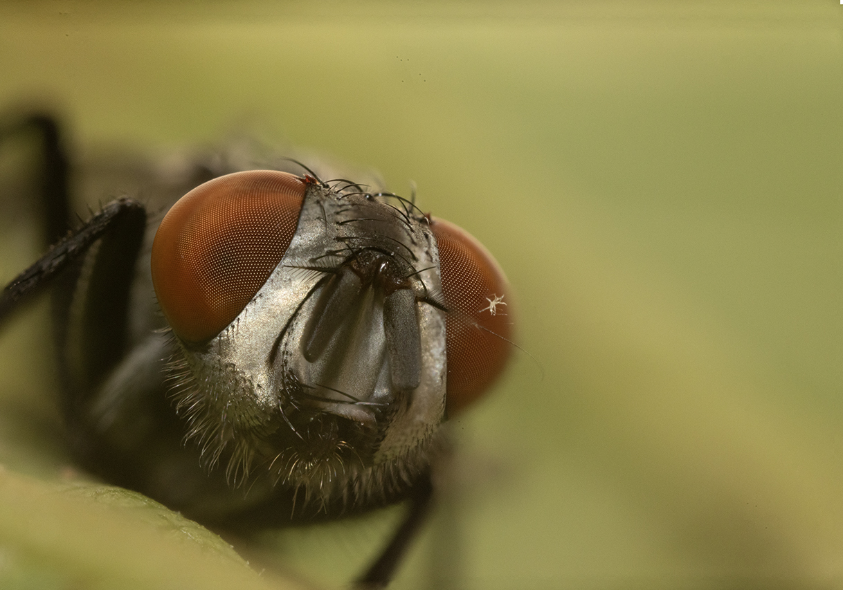 Extreme Macro Photography – Kathy Adams Clark