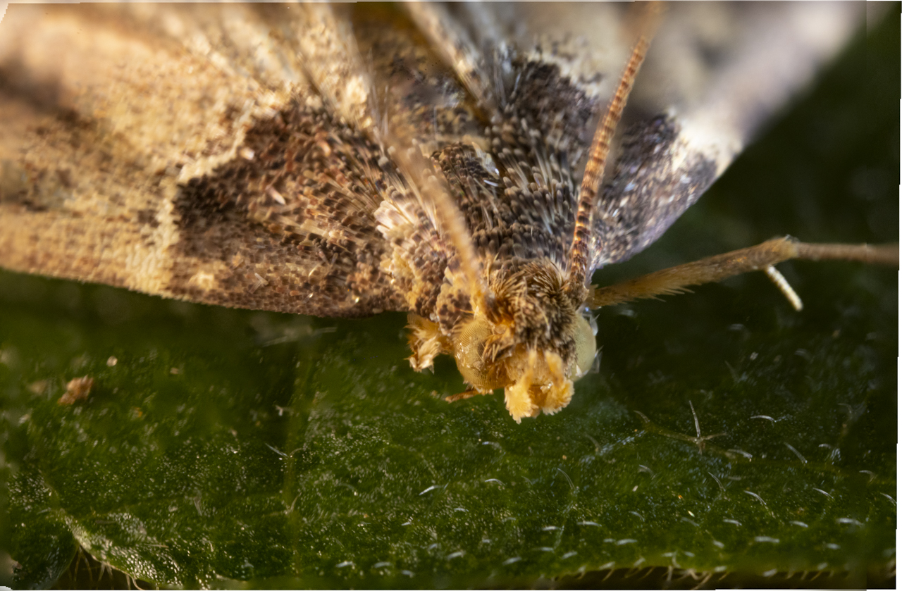 Extreme Macro Photography – Kathy Adams Clark