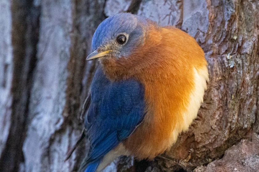 Canon R6 Mark II: First Look In The Field – Kathy Adams Clark