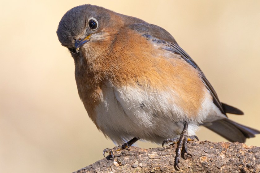 Canon R6 Mark II: First Look In The Field – Kathy Adams Clark