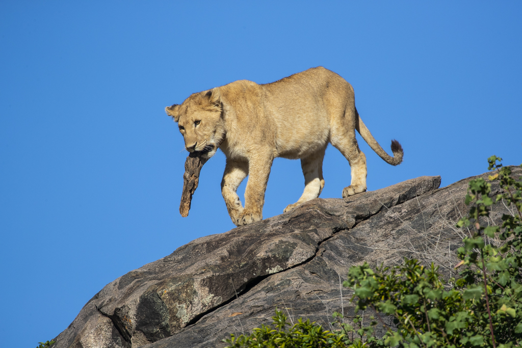 African Safari: What Lenses Should I Take? – Kathy Adams Clark