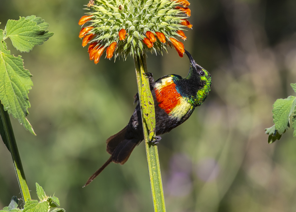 African Safari: What Lenses Should I Take? – Kathy Adams Clark