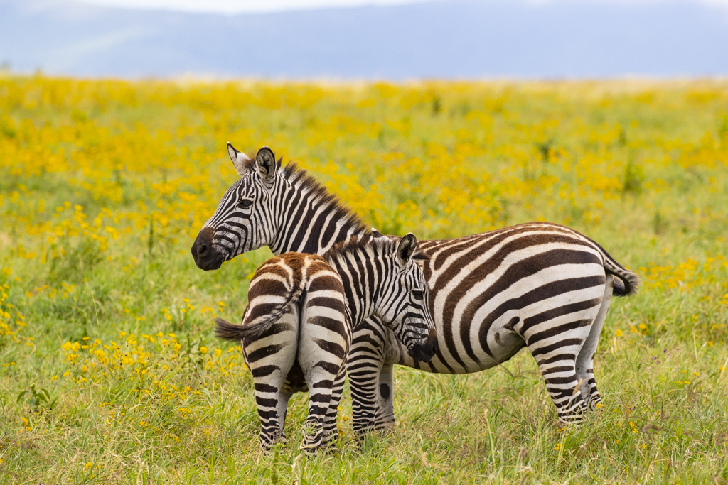 African Safari: What Lenses Should I Take? – Kathy Adams Clark