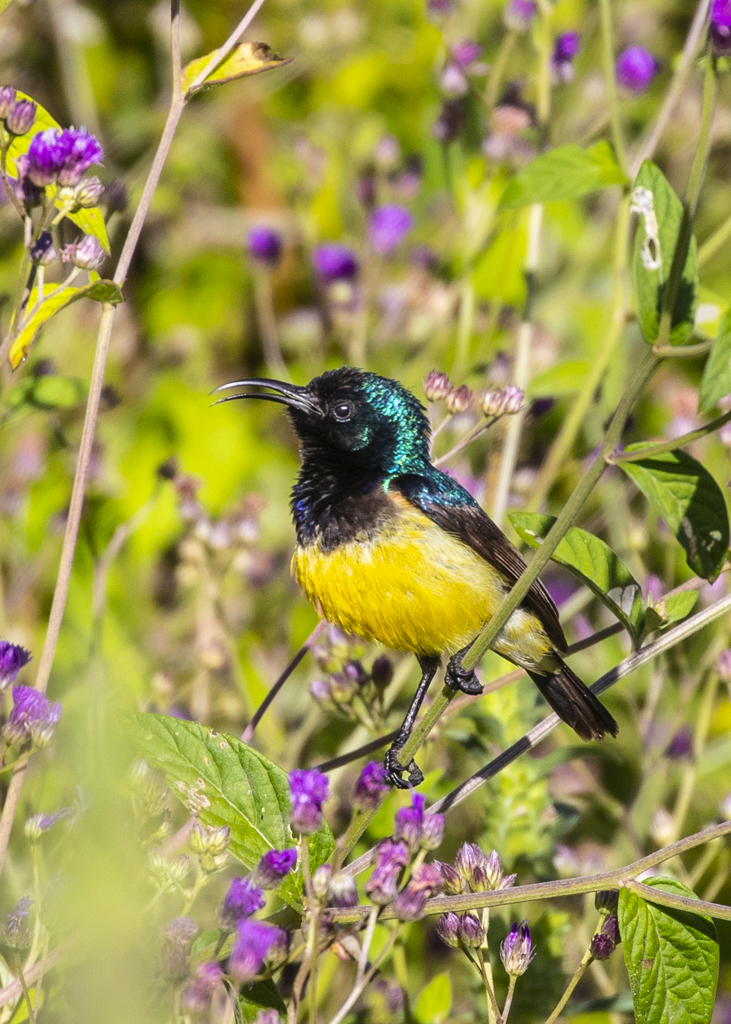 African Safari: What Lenses Should I Take? – Kathy Adams Clark