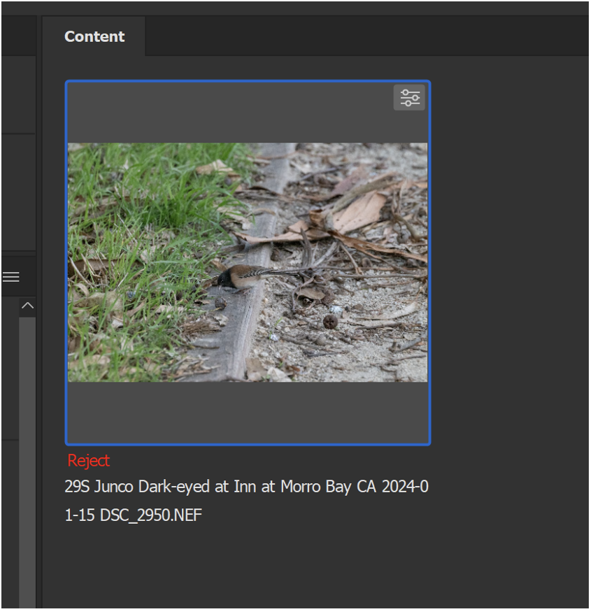 Rejected Photo in Adobe Bridge? – Kathy Adams Clark