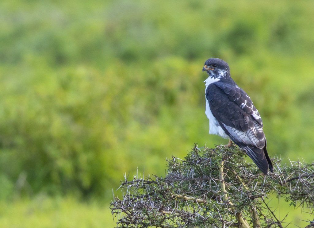 African Safari: Which Camera Body? – Kathy Adams Clark