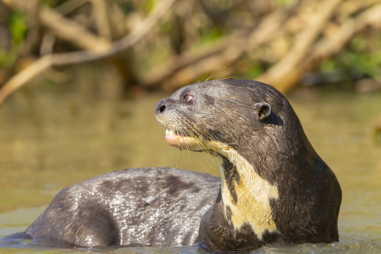 Jaguar versus Giant Otters — Who Wins? – Kathy Adams Clark