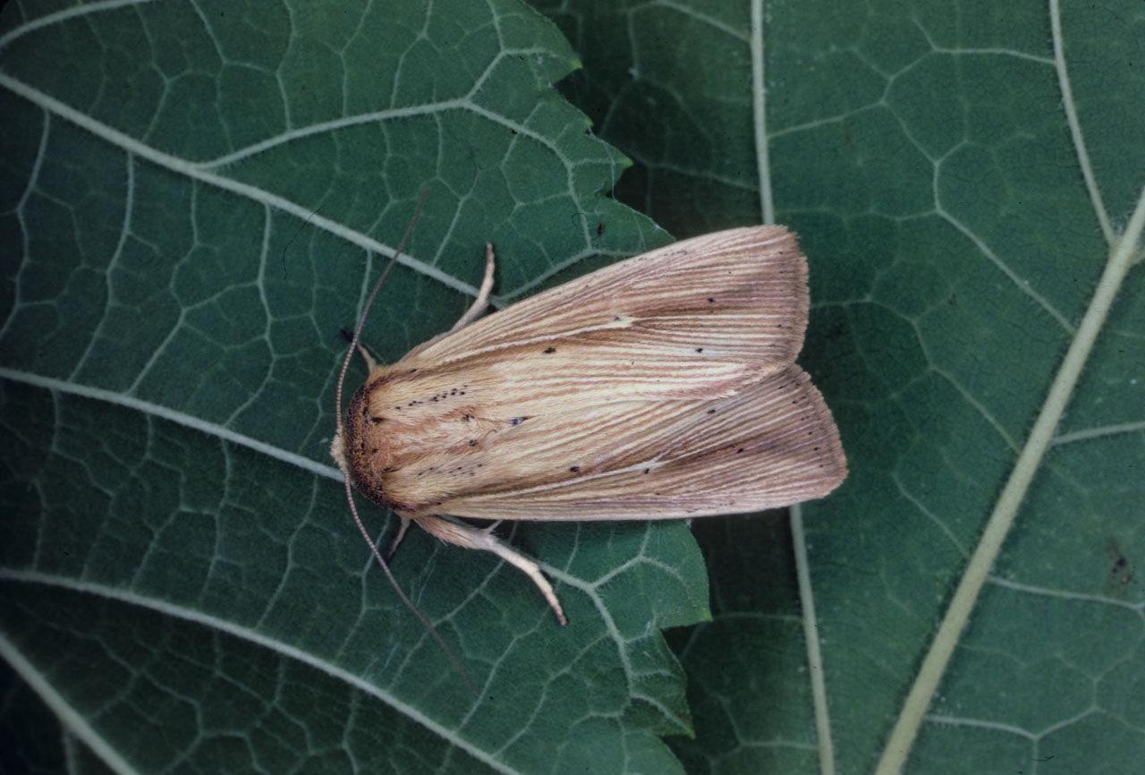 Photographing Moths at Night: Ring Light – Kathy Adams Clark